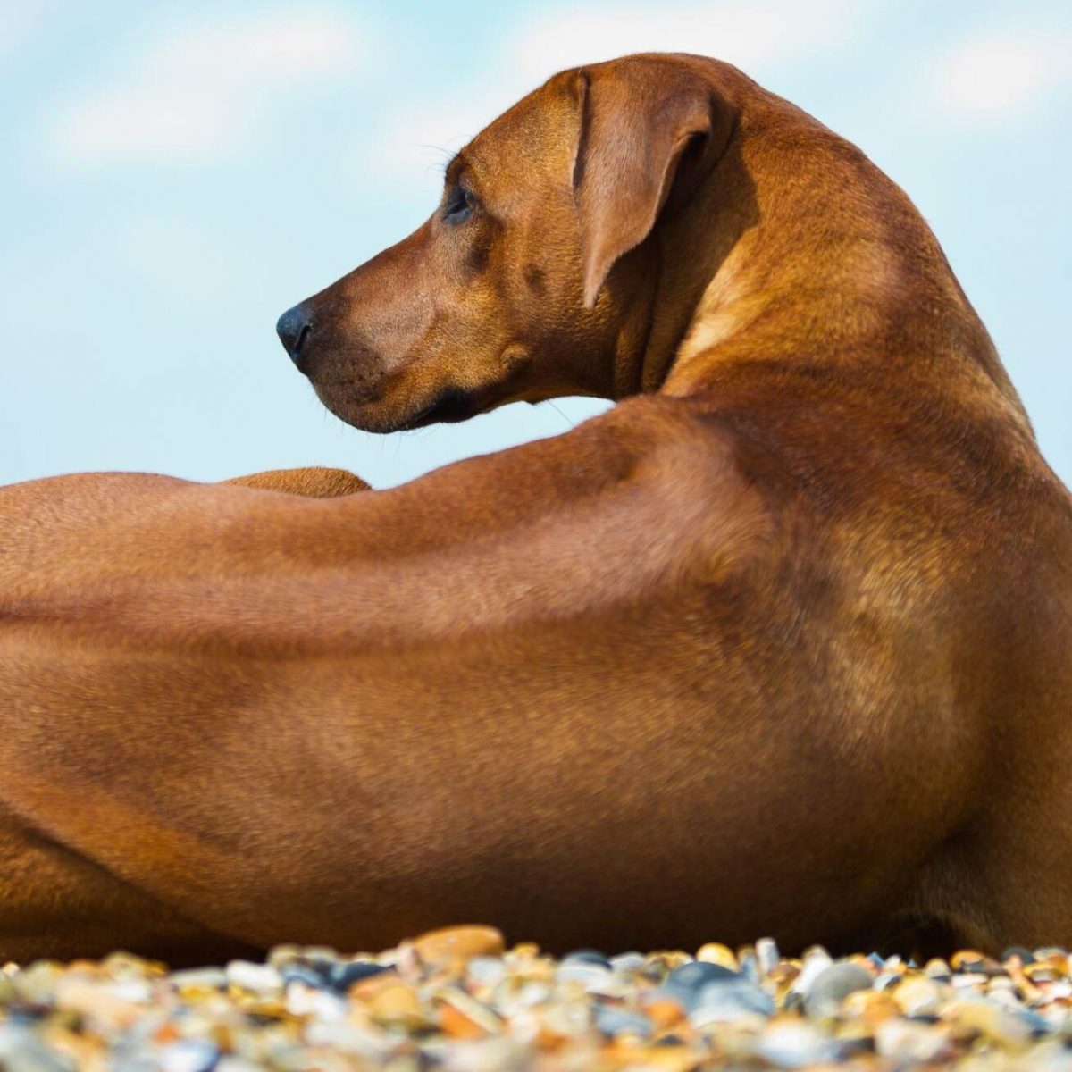 Ridgeback Rescue Texas