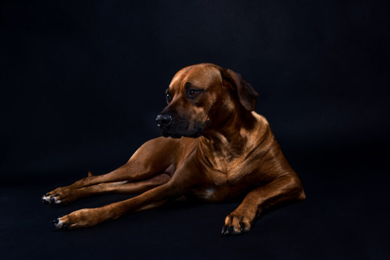Rhodesian Ridgeback Breeder Texas - Rhodesian Ridgeback Breeder Texas
