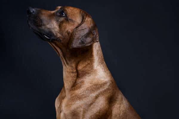 Rhodesian Ridgeback Breeder Texas - Rhodesian Ridgeback Breeder Texas