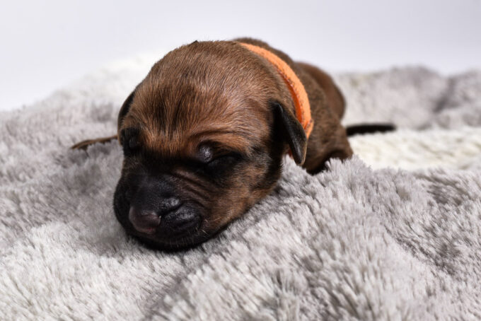Rhodesian Ridgeback Females For Sale Austin Texas - Rhodesian Ridgeback ...