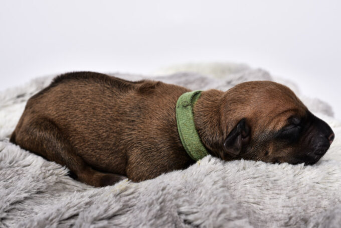 Rhodesian Ridgeback Females For Sale Austin Texas - Rhodesian Ridgeback ...