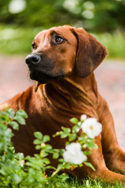 Rhodesian Ridgeback Breeder Texas - Rhodesian Ridgeback Breeder Texas