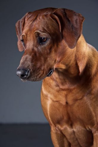 Rhodesian Ridgeback Breeder Texas - Rhodesian Ridgeback Breeder Texas