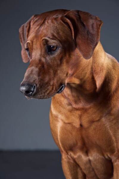 Rhodesian Ridgeback Breeder Texas - Rhodesian Ridgeback Breeder Texas