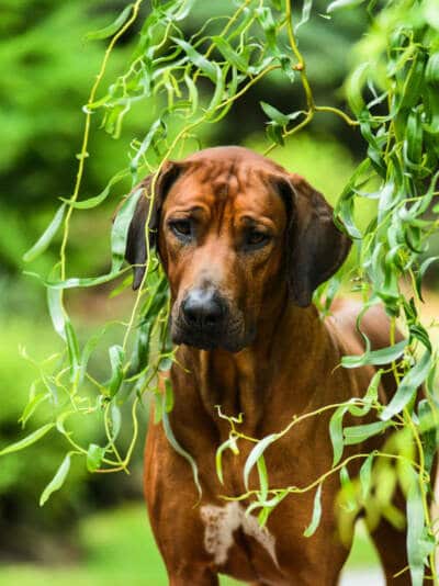 Rhodesian Ridgeback Breeder Texas - Rhodesian Ridgeback Breeder Texas