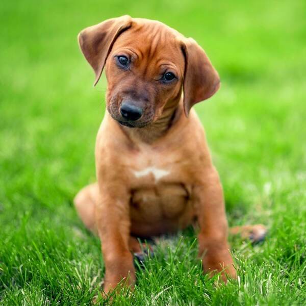 Rhodesian Ridgeback Puppies For Sale - Rhodesian Ridgeback Breeder Texas