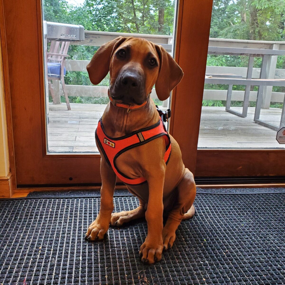 Rhodesian Ridgeback Breeder Puppy Litters - Rhodesian Ridgeback Breeder ...