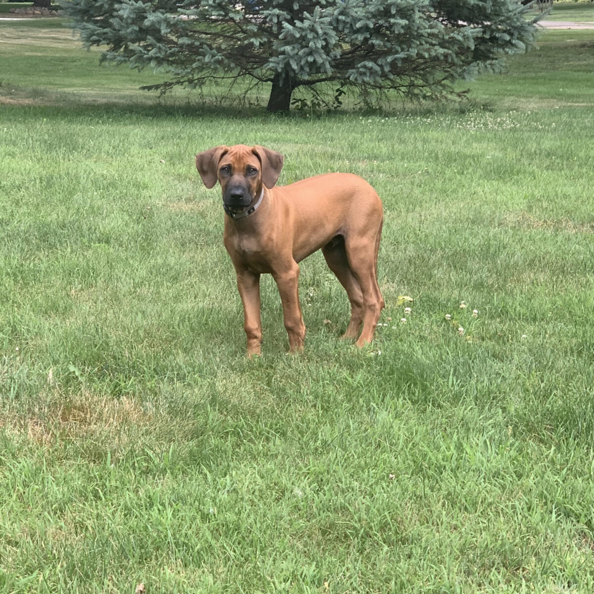 Rhodesian Ridgeback Breeder Puppy Litters Gallery