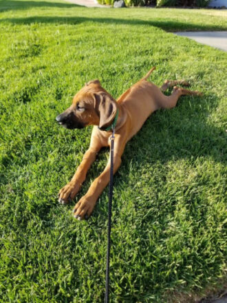 Rhodesian Ridgeback Puppies for Sale in Houston - Rhodesian Ridgeback ...