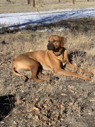 Rhodesian Ridgeback Puppies for Sale in Houston - Rhodesian Ridgeback ...