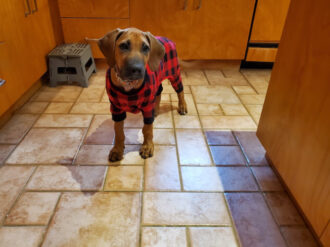 Rhodesian Ridgeback Puppies for Sale in Waco - Rhodesian Ridgeback ...