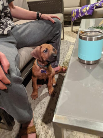 Rhodesian Ridgeback Female Puppy for Sale - Rhodesian Ridgeback Breeder ...