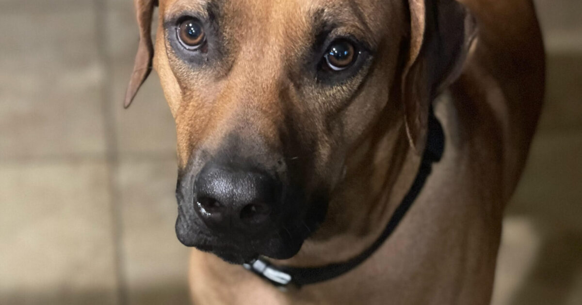 Rhodesian Ridgebacks FAQ - Rhodesian Ridgeback Breeder Texas