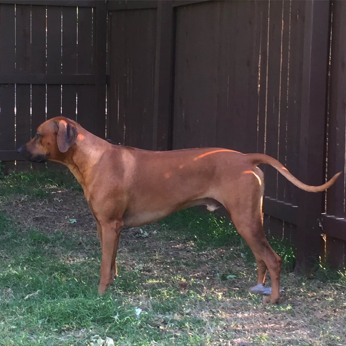 Rhodesian Ridgeback Austin Maverik - Rhodesian Ridgeback Breeder Texas