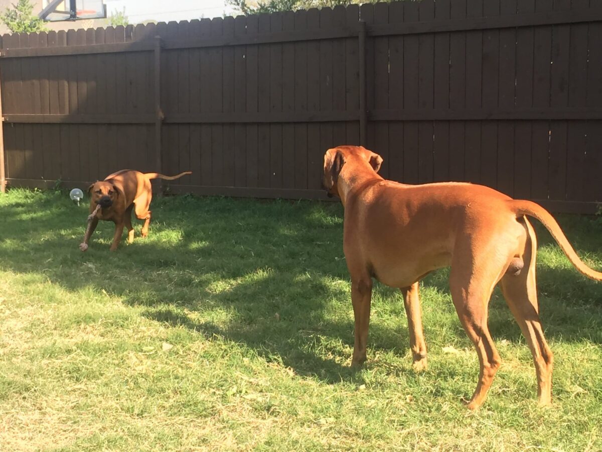 Rhodesian Ridgeback Austin Maverik - Rhodesian Ridgeback Breeder Texas