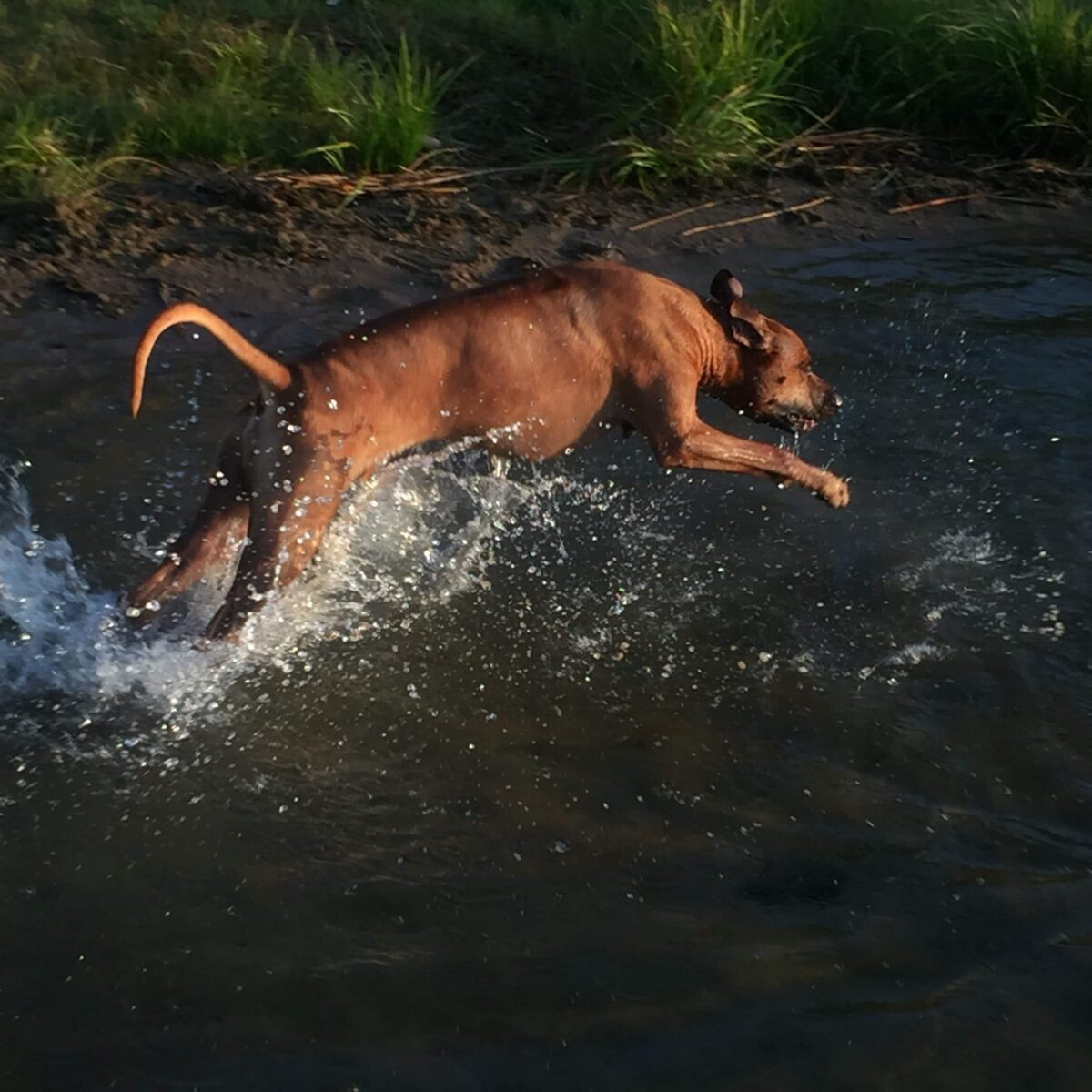 Rhodesian Ridgeback Austin Maverik - Rhodesian Ridgeback Breeder Texas