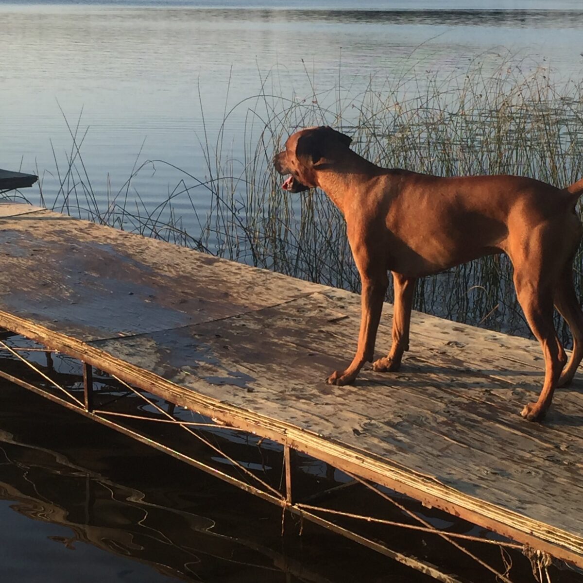 Rhodesian Ridgeback Austin Maverik - Rhodesian Ridgeback Breeder Texas