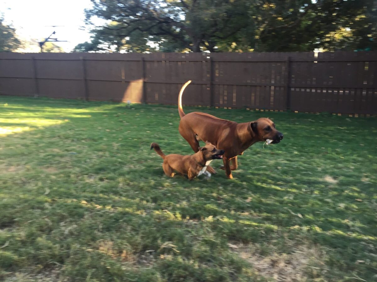 Rhodesian Ridgeback Austin Maverik - Rhodesian Ridgeback Breeder Texas
