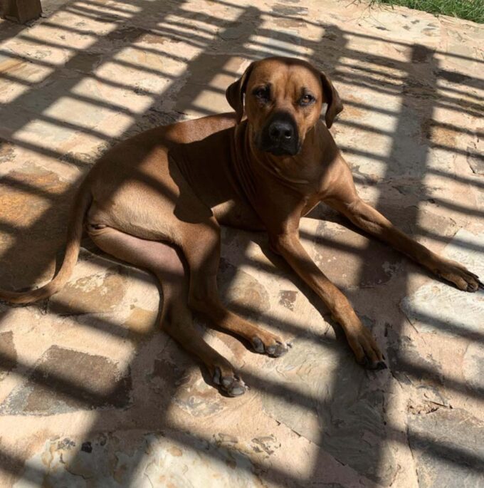 Rhodesian Ridgeback Austin Charlie - Rhodesian Ridgeback Breeder Texas