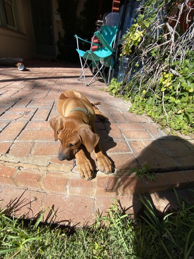 Rhodesian Ridgeback Puppy Pricing - Rhodesian Ridgeback Breeder Texas