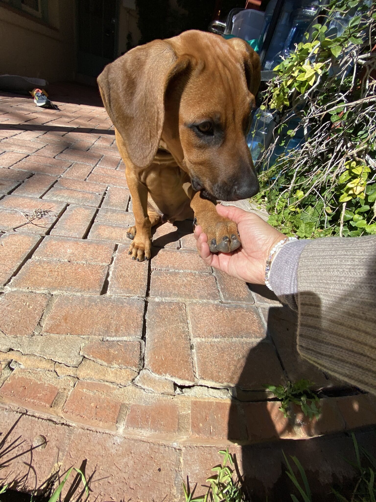 Rhodesian Ridgeback Puppy Pricing - Rhodesian Ridgeback Breeder Texas