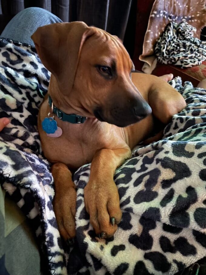 Rhodesian Ridgeback Puppy Pricing - Rhodesian Ridgeback Breeder Texas