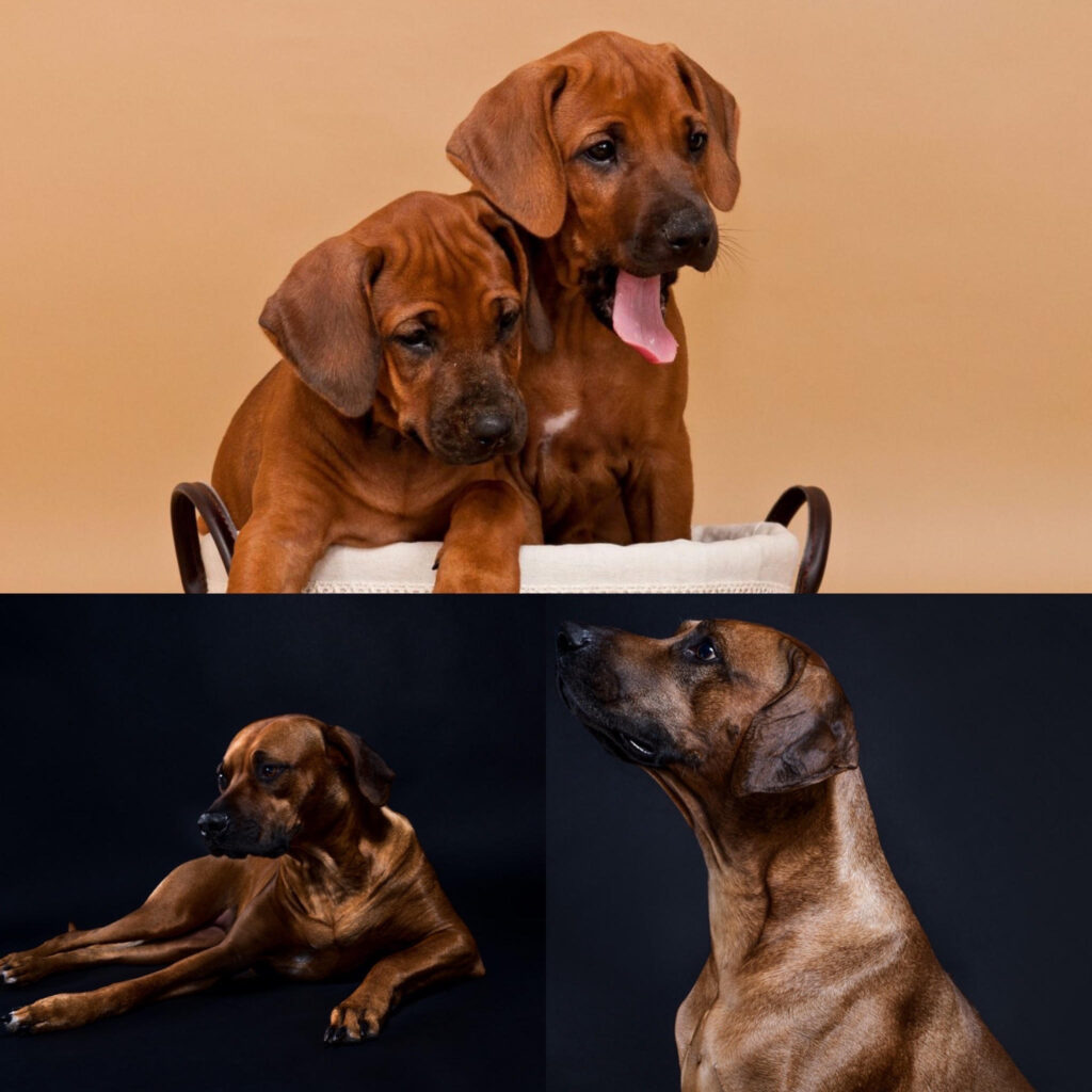 Rhodesian Ridgeback Puppies For Sale 2022 - Rhodesian Ridgeback Breeder ...