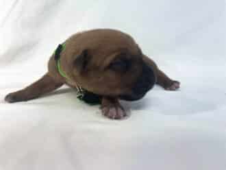 Rhodesian Ridgeback Puppies for Sale 2023 - Rhodesian Ridgeback Breeder ...