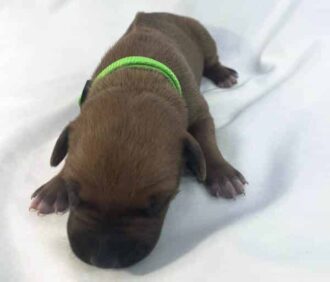 Rhodesian Ridgeback Puppies for Sale 2023 - Rhodesian Ridgeback Breeder ...