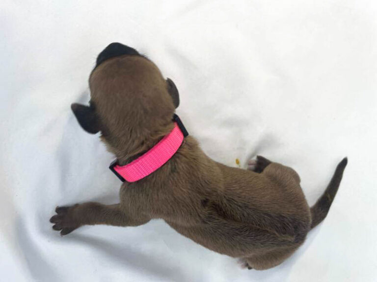 Rhodesian Ridgeback Puppies for Sale 2023 - Rhodesian Ridgeback Breeder ...