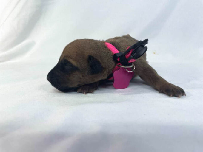 Rhodesian Ridgeback Puppies for Sale 2023 - Rhodesian Ridgeback Breeder ...