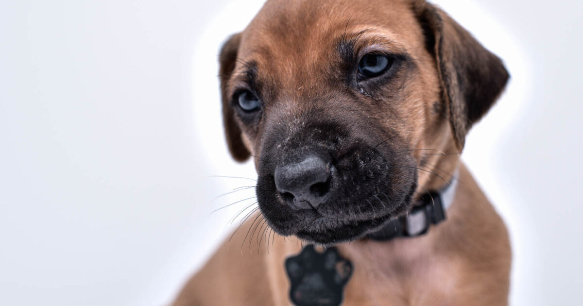 Rhodesian Ridgeback Puppies for Sale 2023 - Rhodesian Ridgeback Breeder ...
