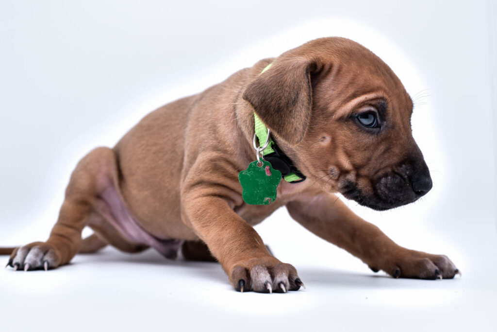 Rhodesian Ridgeback Puppies for Sale 2023 - Rhodesian Ridgeback Breeder ...