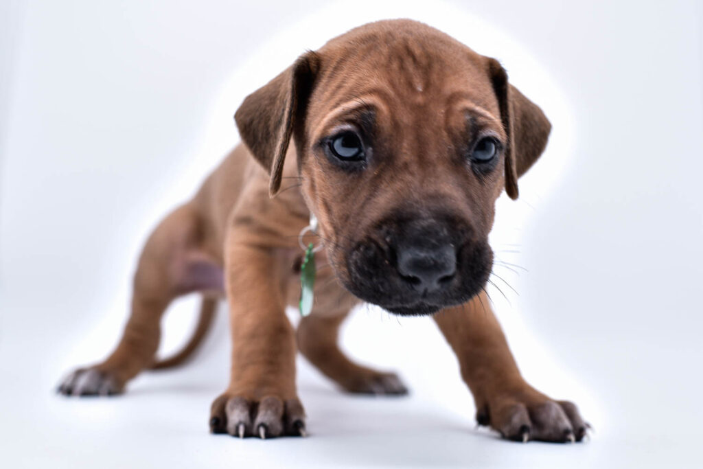 Rhodesian Ridgeback Puppies for Sale 2023 - Rhodesian Ridgeback Breeder ...