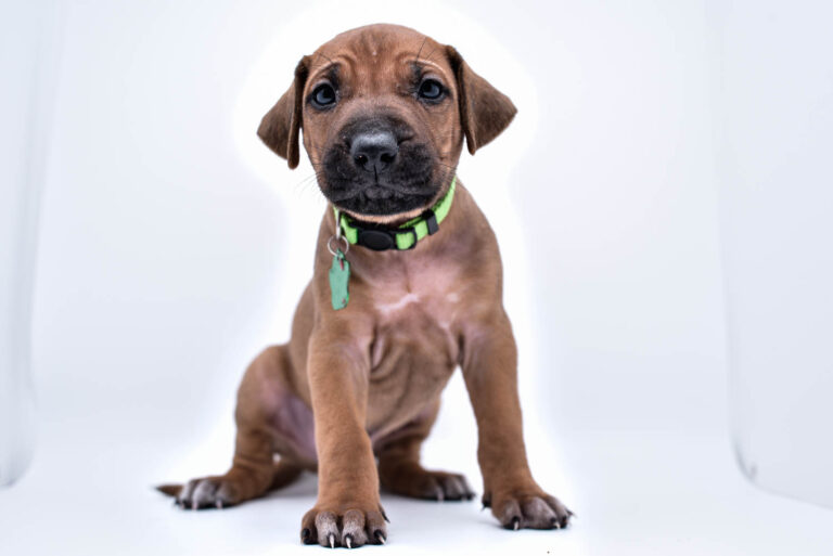 Rhodesian Ridgeback Puppies for Sale 2023 - Rhodesian Ridgeback Breeder ...