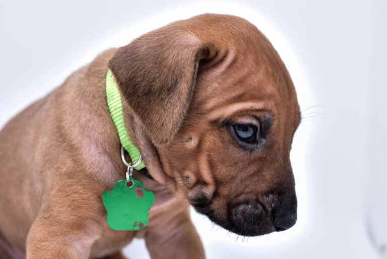 Rhodesian Ridgeback Puppies for Sale 2023 - Rhodesian Ridgeback Breeder ...