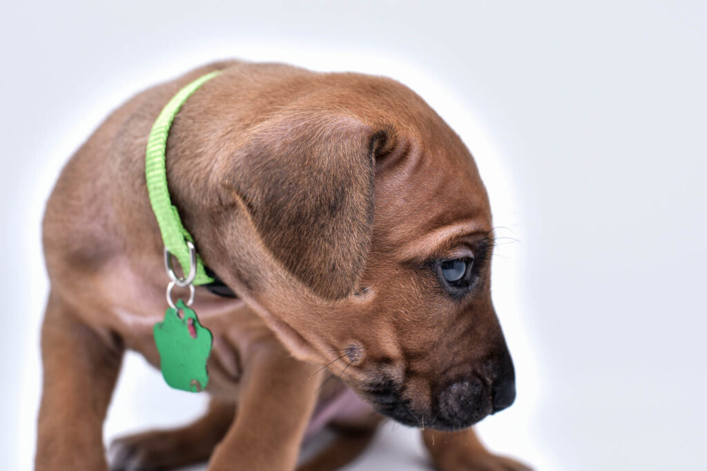 Rhodesian Ridgeback Puppies for Sale 2023 - Rhodesian Ridgeback Breeder ...
