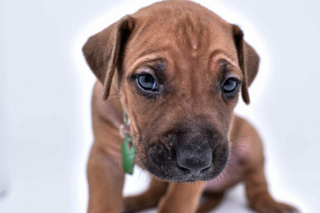 Rhodesian Ridgeback Puppies for Sale 2023 - Rhodesian Ridgeback Breeder ...