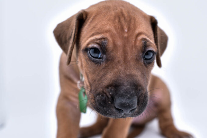 Rhodesian Ridgeback Puppies for Sale 2023 - Rhodesian Ridgeback Breeder ...