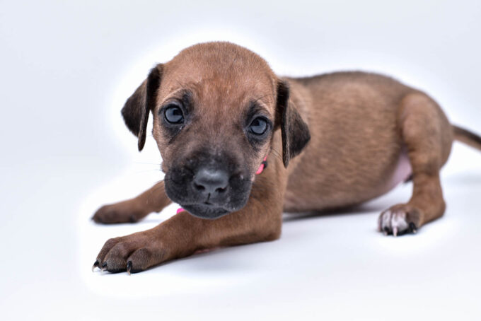 Rhodesian Ridgeback Puppies for Sale 2023 - Rhodesian Ridgeback Breeder ...