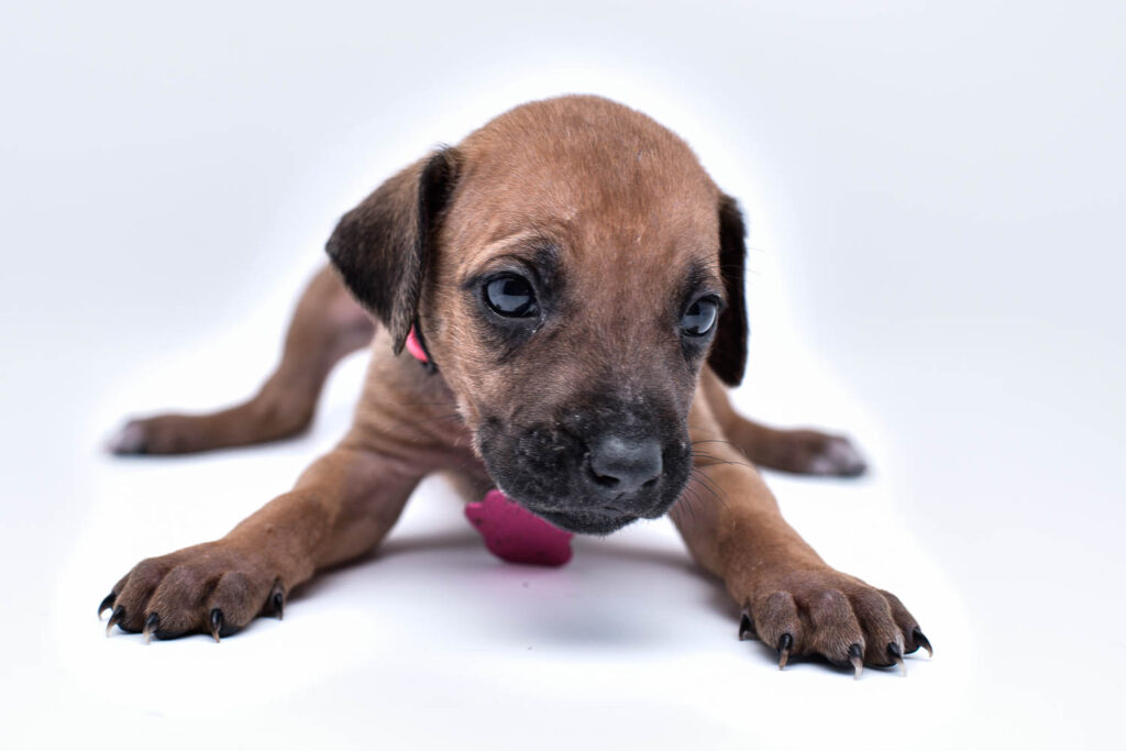 Rhodesian Ridgeback Puppies for Sale 2023 - Rhodesian Ridgeback Breeder ...