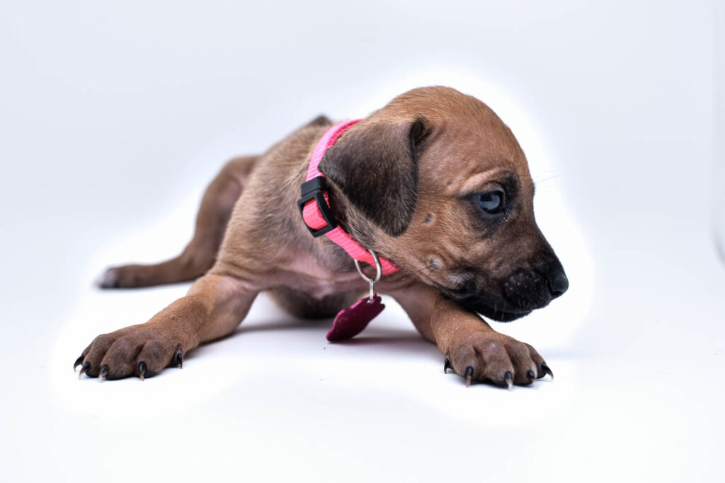 Rhodesian Ridgeback Puppies for Sale 2023 - Rhodesian Ridgeback Breeder ...