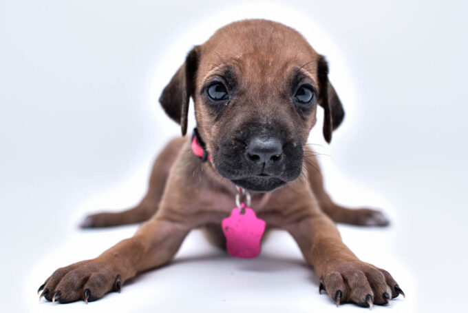 Rhodesian Ridgeback Puppies for Sale 2023 - Rhodesian Ridgeback Breeder ...