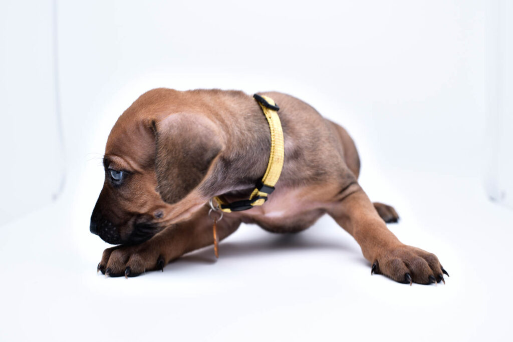 Rhodesian Ridgeback Puppies for Sale 2023 - Rhodesian Ridgeback Breeder ...