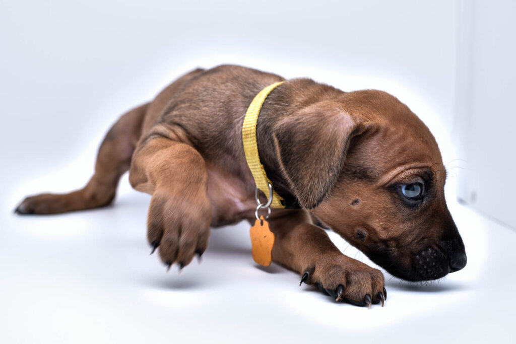 Rhodesian Ridgeback Puppies for Sale 2023 - Rhodesian Ridgeback Breeder ...