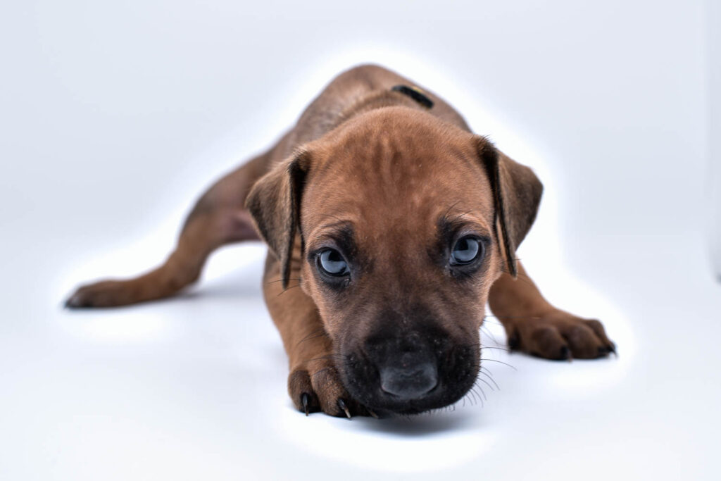 Rhodesian Ridgeback Puppies for Sale 2023 - Rhodesian Ridgeback Breeder ...