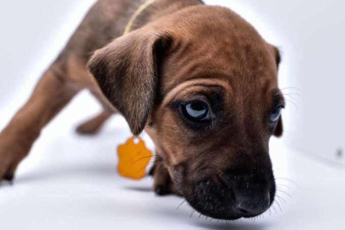 Rhodesian Ridgeback Puppies for Sale 2023 - Rhodesian Ridgeback Breeder ...