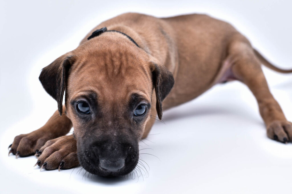 Rhodesian Ridgeback Female Puppies for Sale - Rhodesian Ridgeback ...