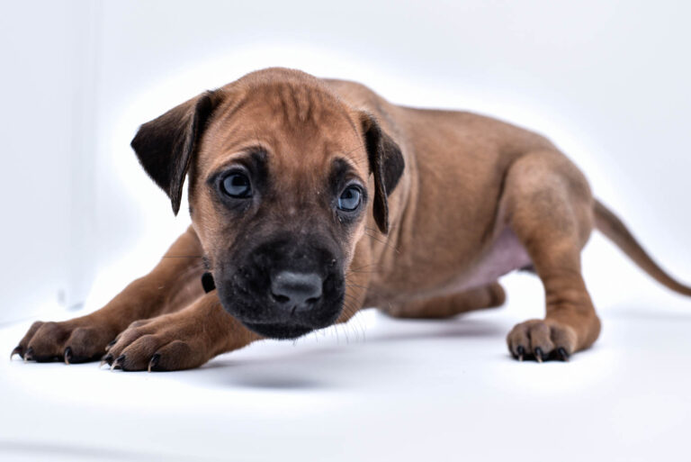 Rhodesian Ridgeback Female Puppies for Sale - Rhodesian Ridgeback ...