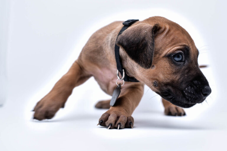 Rhodesian Ridgeback Female Puppies for Sale - Rhodesian Ridgeback ...